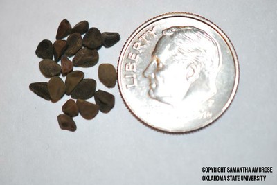 field bindweed seed — Department of Plant and Soil Sciences